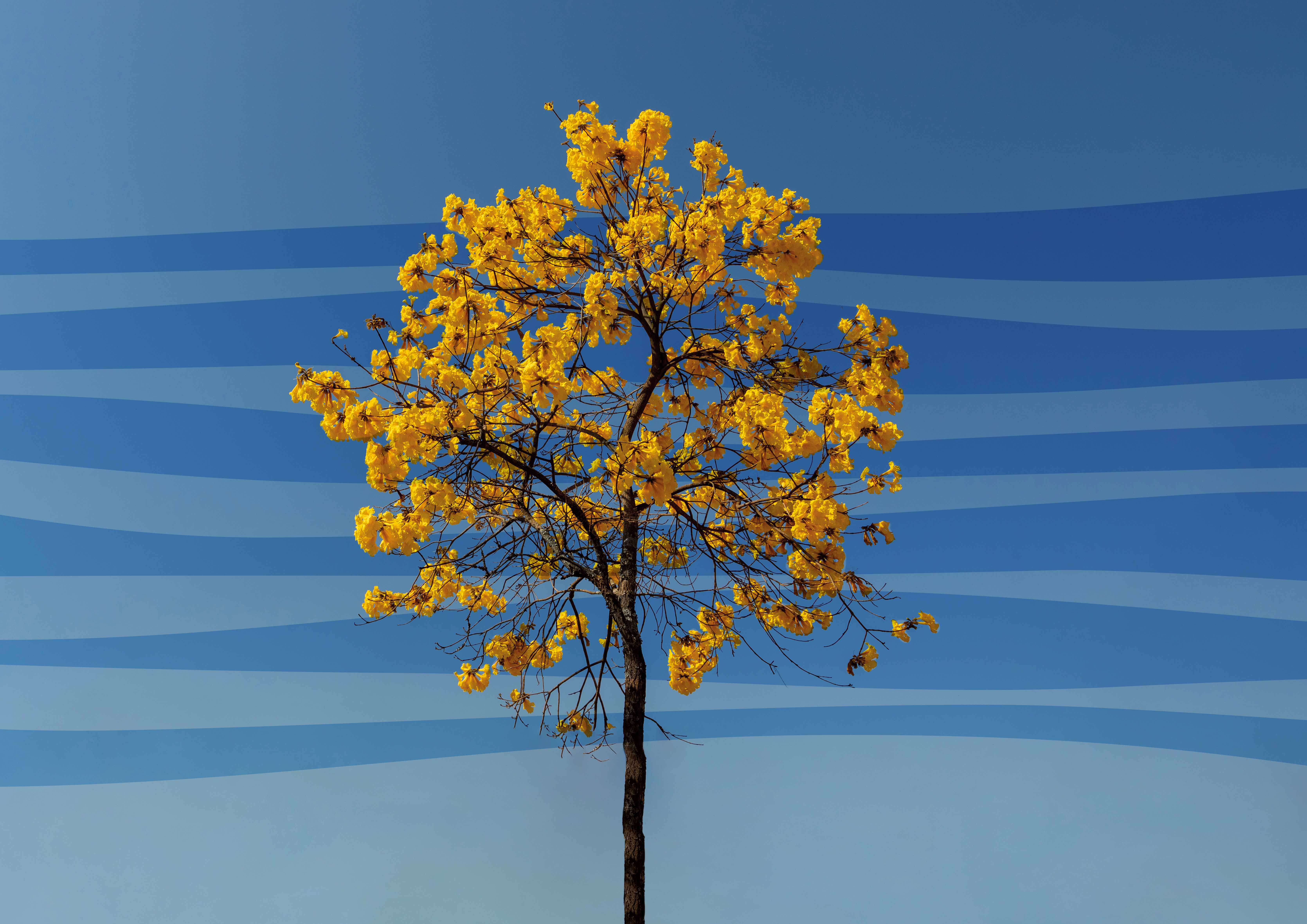 Oficina da Primavera e Dia da à rvore Oficina da Primavera e Dia da à rvore